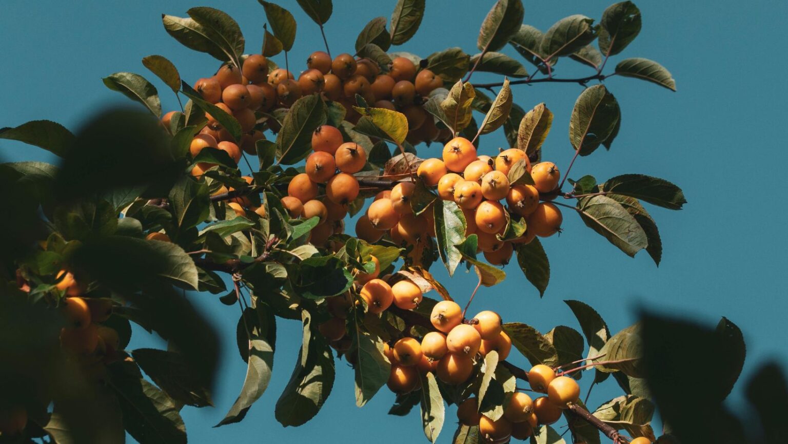 Everything to Know About Spring Snow Crabapple Before Planting ...