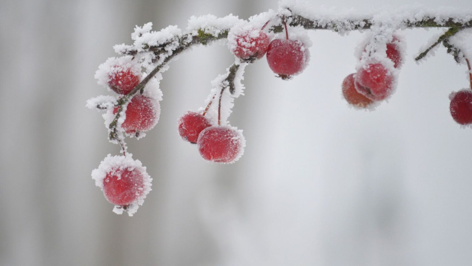 Everything to Know About Spring Snow Crabapple Before Planting ...